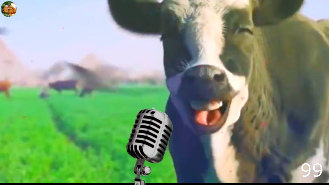 Funny Cow Dance 99 With Funny Cow Song | Cow New Mooing Videos | Lovely ...