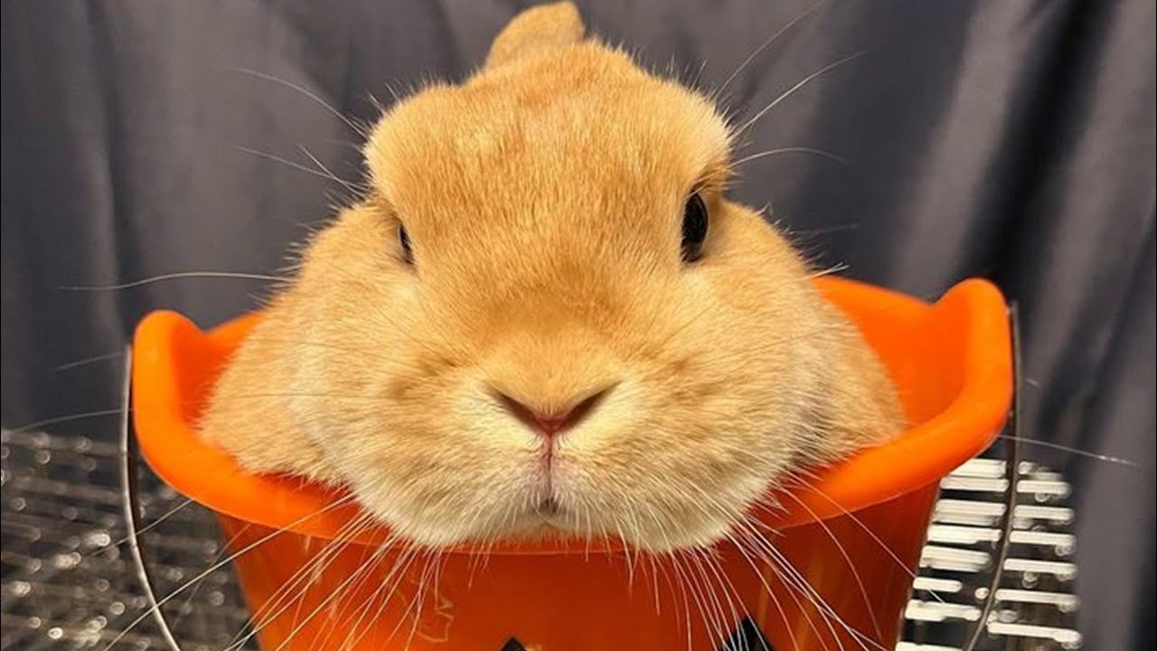 Baby Rabbits Doing Funny Things - A Funny Animal Video Compilation 2022 ...