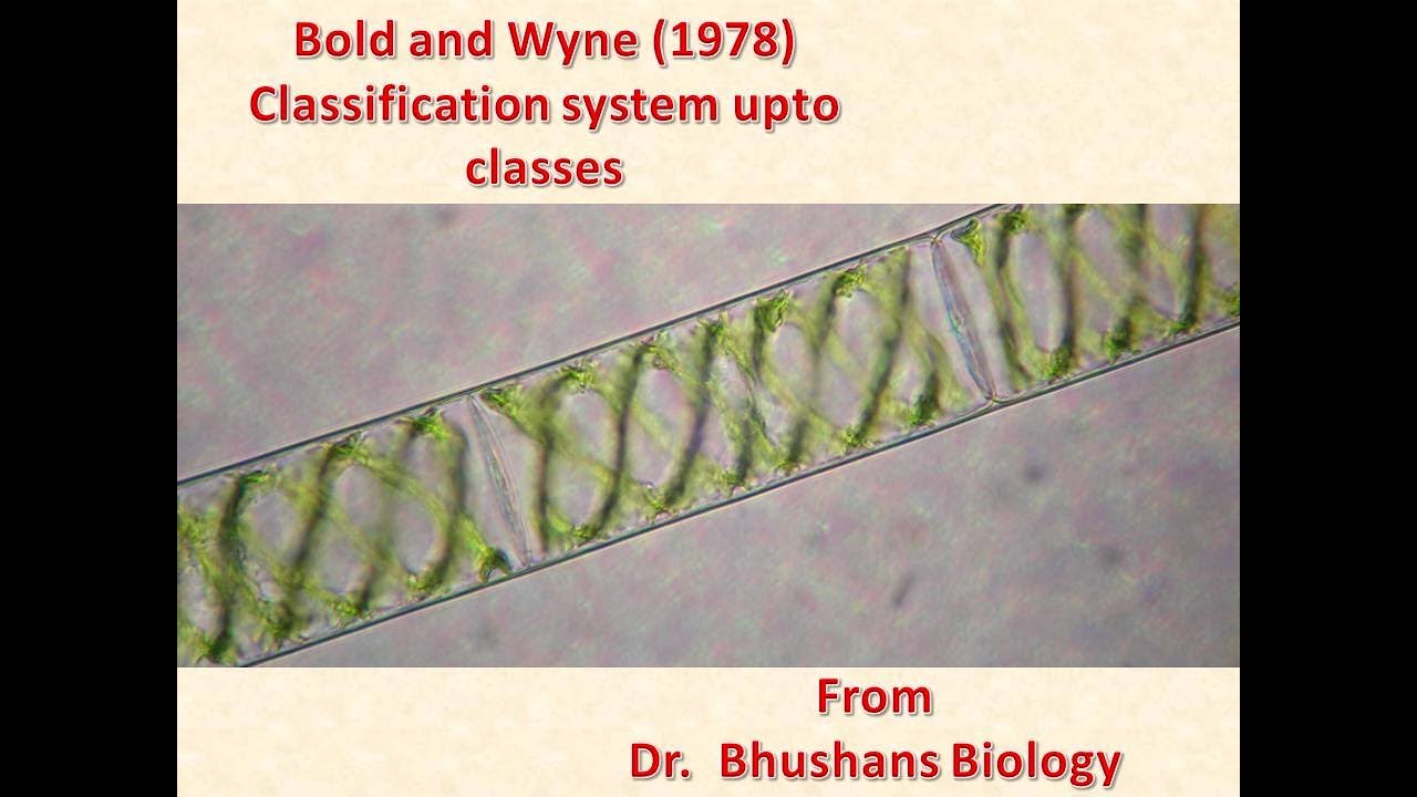 Bold and Wyne (1978) classification system Upto classes - YouTube