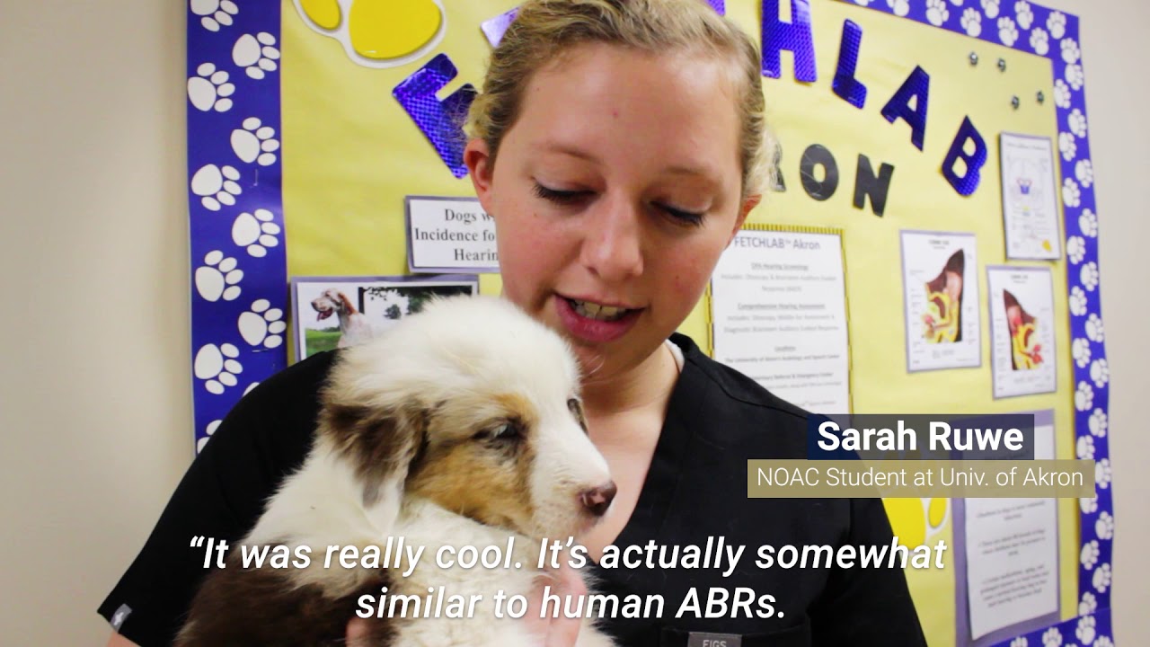 Puppies Get Hearing Checked at Akron Fetch Lab - YouTube