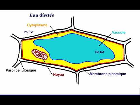 turgescence - YouTube