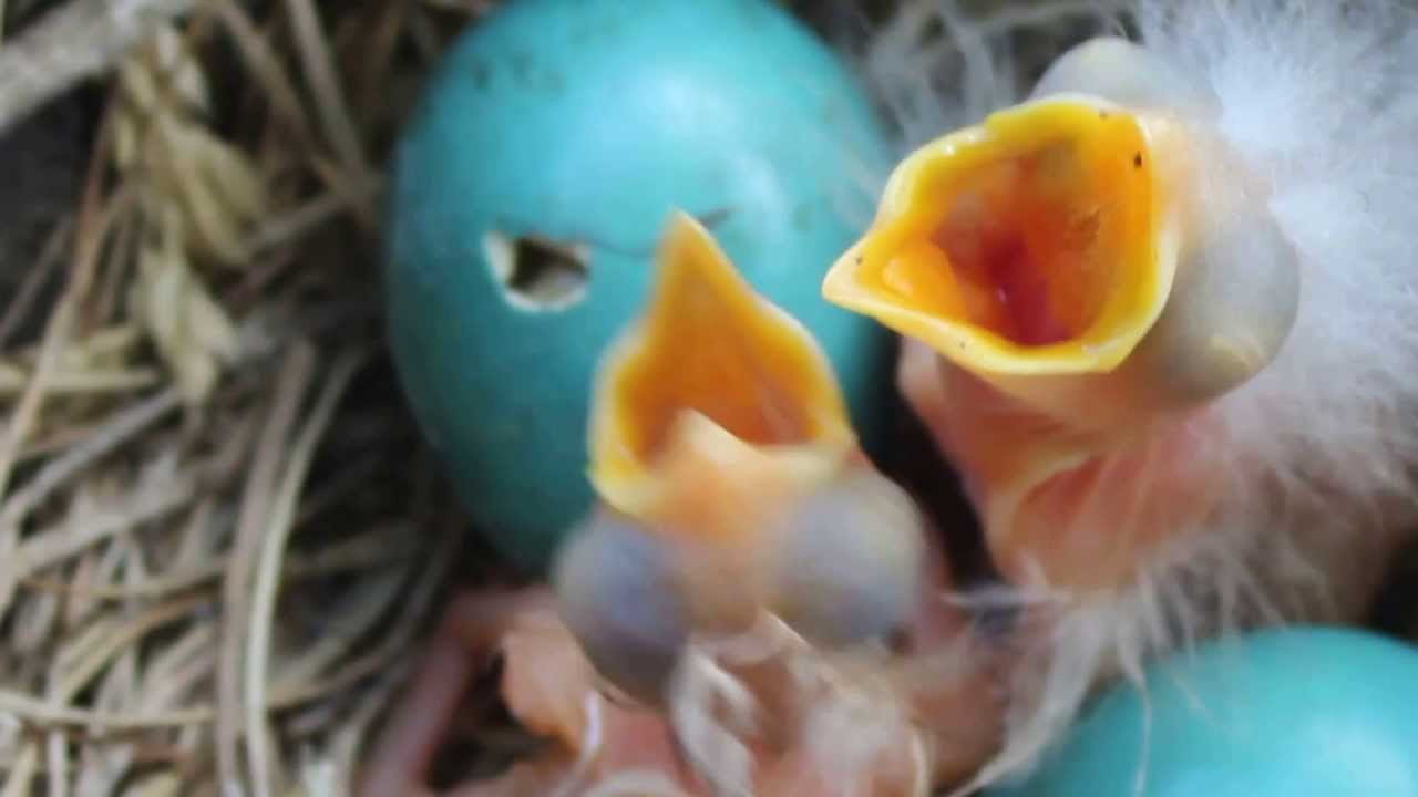 Baby Robins Hatching - YouTube
