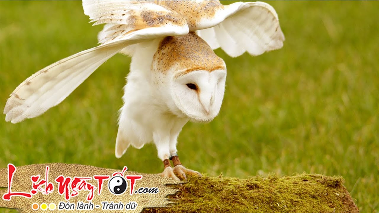 Thực Hư Nghe tiếng chim lợn kêu là điềm báo có người chết - YouTube