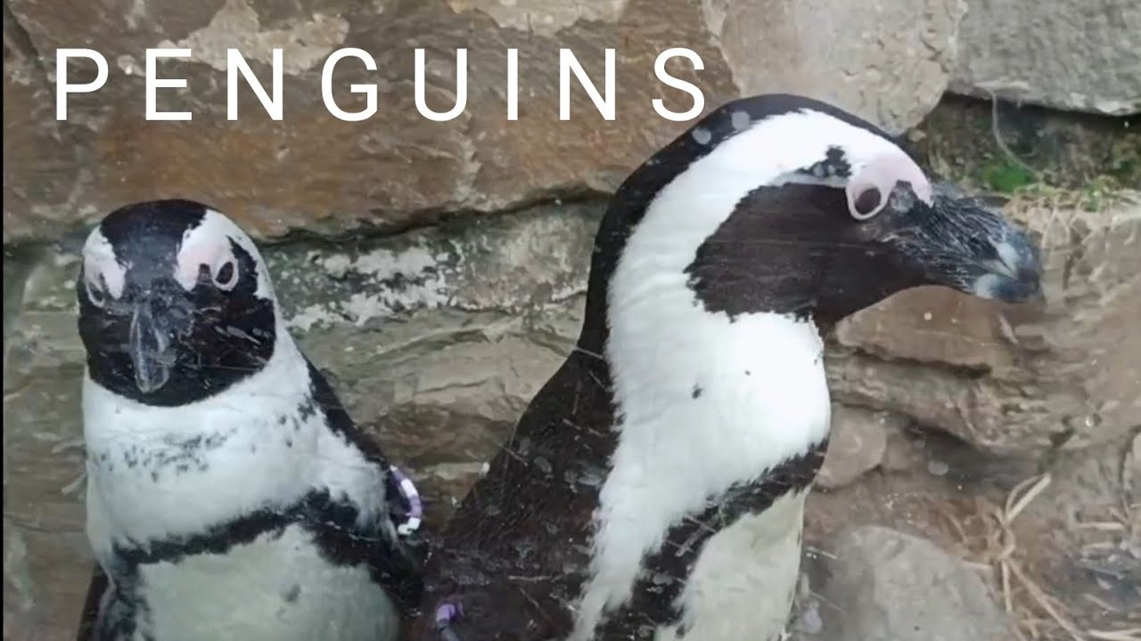 Pinguïns / penguins - Zoo Antwerpen (Belgium) - zoovenirs (15) - YouTube