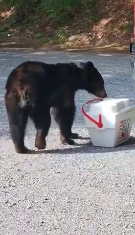 just a bear wanting some OJ #bearsstealingfood #thief #gatlinburgtn # ...