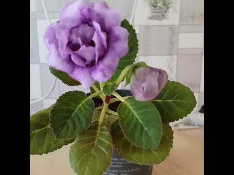 ГЛОКСИНИЯ ГОЛЛАНДИЯ СОНАТА. - YouTube