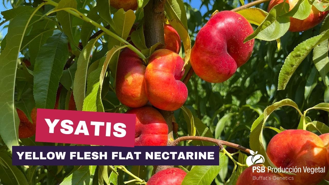 Ysatis, Lérida - August 2024 🇬🇧 - YouTube