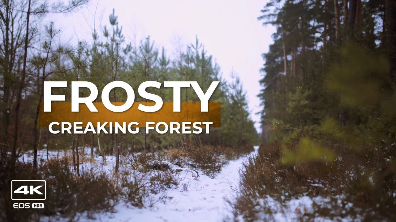 4K video and natural ambient sounds - Frosty creaking forest - YouTube