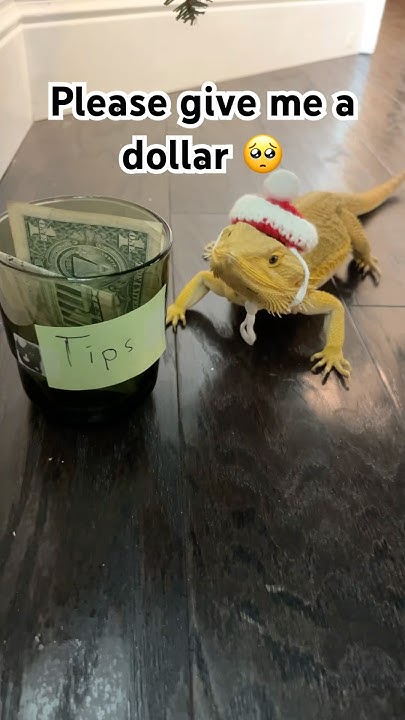 Please give me a dollar 🙏 #beardeddragon #lizard #reptiles #shorts # ...