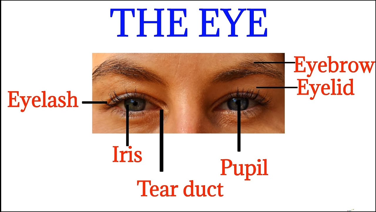 Eye | easy English | basic | spoken English | parts of the body ...