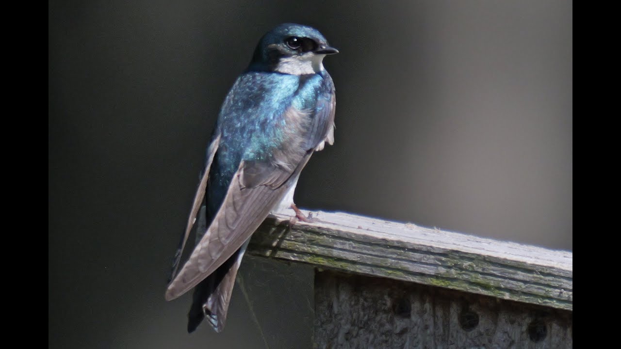 Tree Swallows preening their feathers. - YouTube