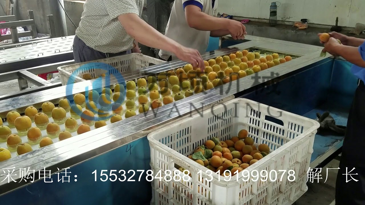 Apricot Pitting Machine - YouTube