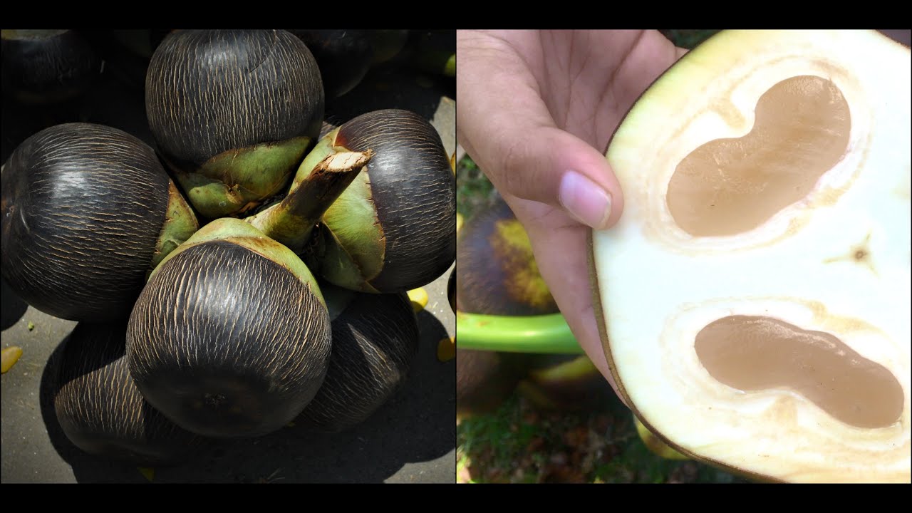 farm fresh palm fruit Cutting and Eating In My Village / Nungu fruit ...