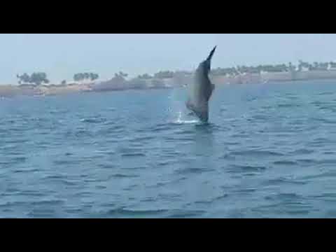 Dolphins in Dapoli infront of Waterfront Beach Resort - YouTube