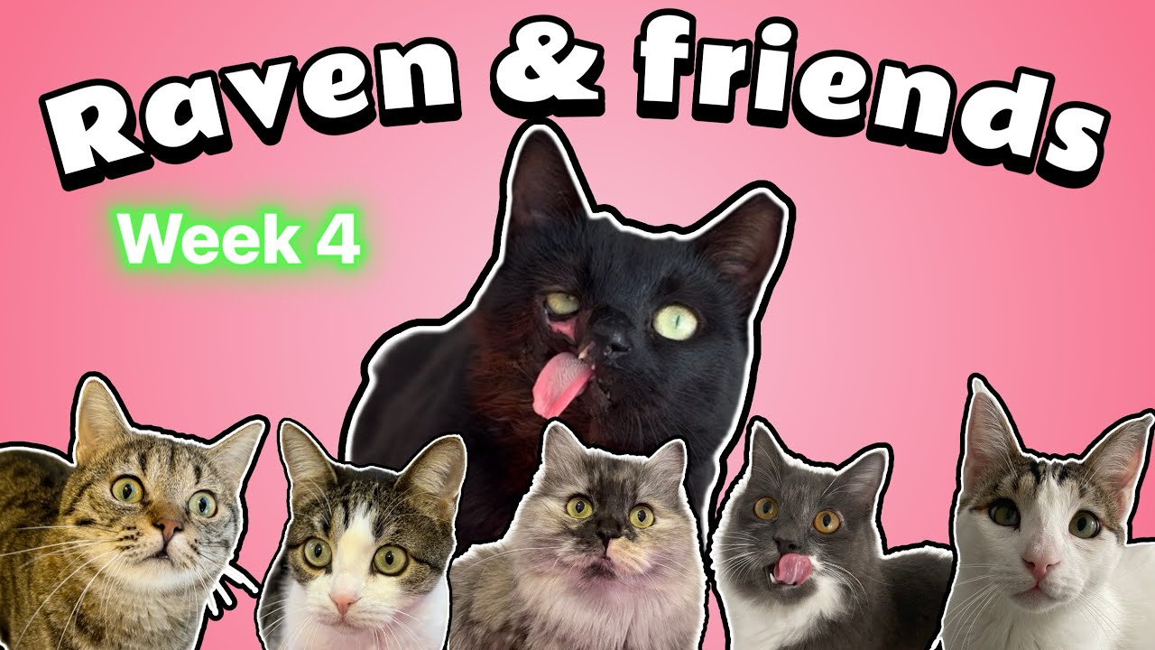 Raven and friends week 4 !! And we still have two more cats to ...