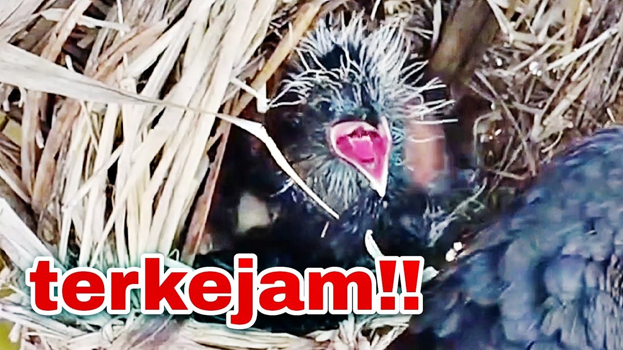 kejam terlihat nyata!! burung bubut makan anak burung lain - burung ...