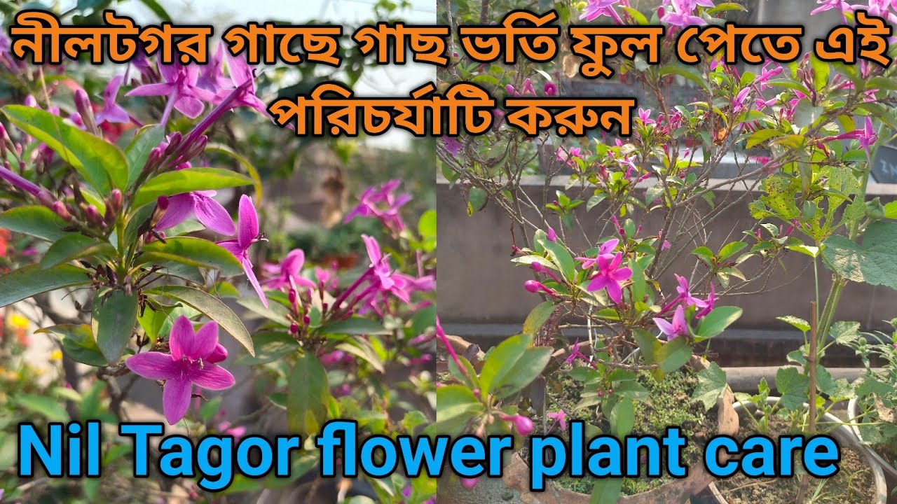 নীলটগর গাছে গাছ ভর্তি ফুল পেতে এই পরিচর্যাটি করুন /Nil Tagor flower ...
