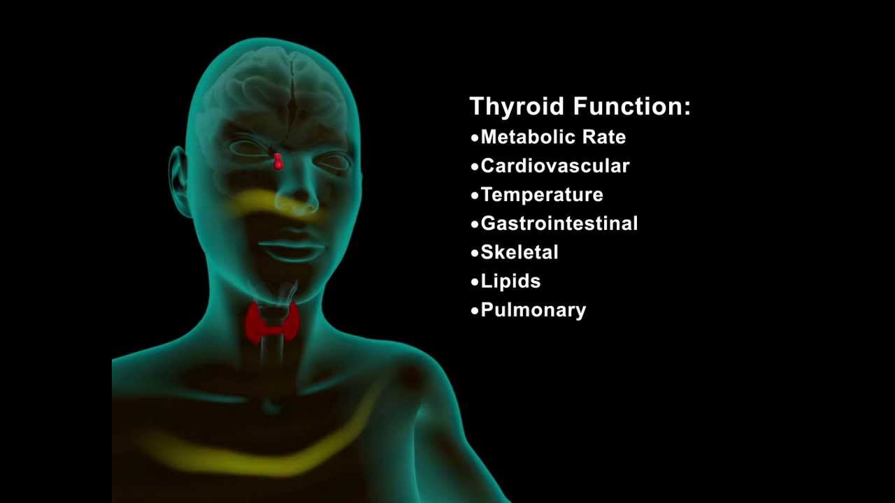 The Endocrine System - YouTube