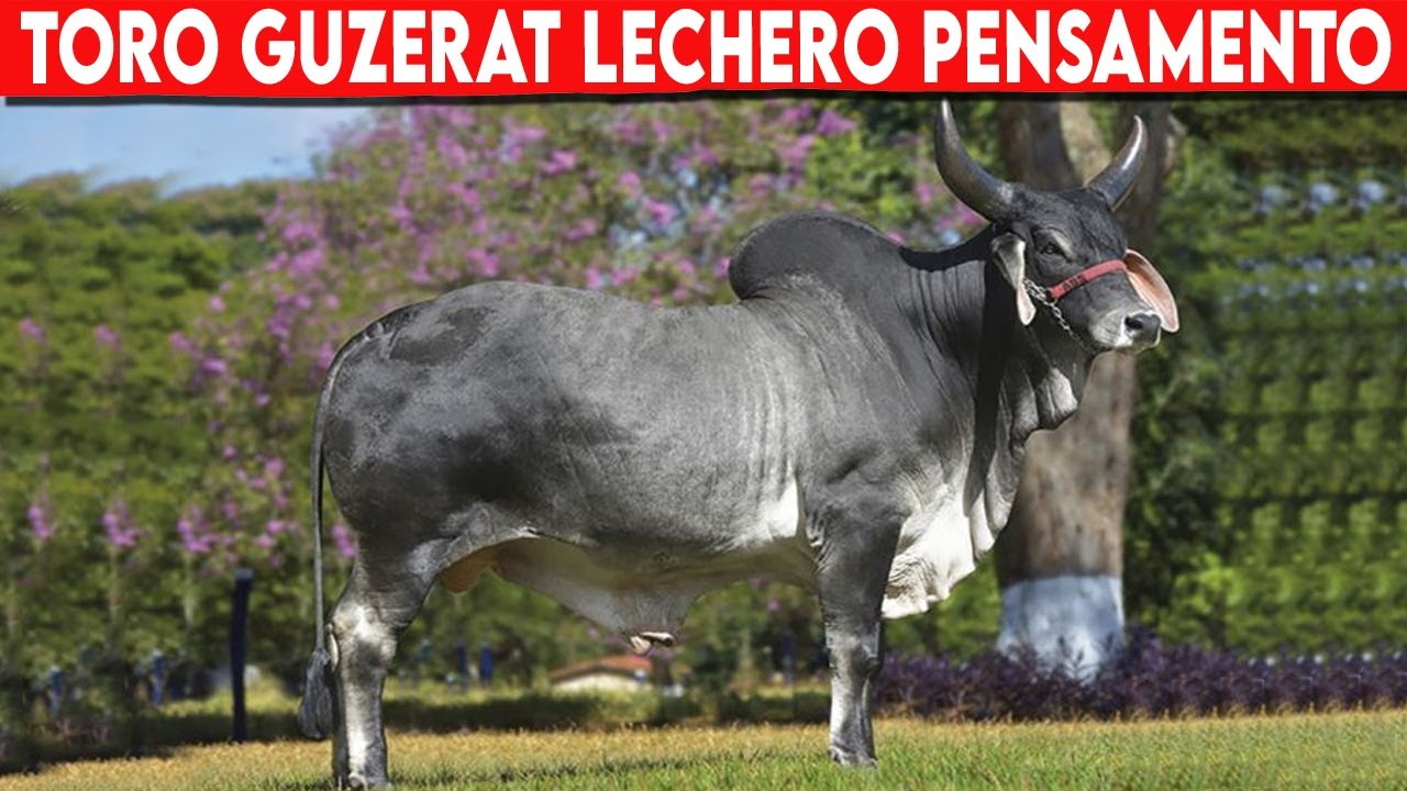 🔴 TORO GUZERAT BIOTIPO LECHERO PENSAMENTO Los Mejores TOROS Guzerat ...