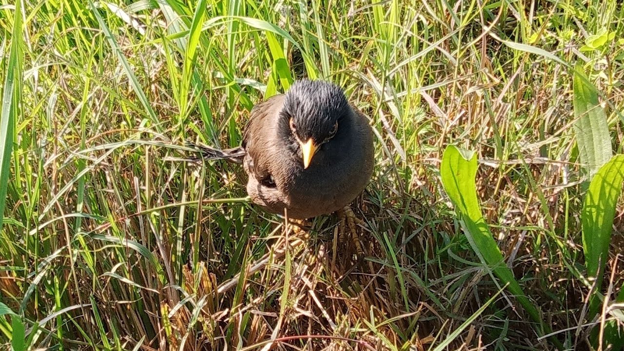 Mynah and talking birds video. mynah talking sound l common mynas New l ...