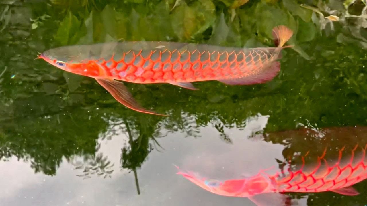 Beautiful & Rare Arowana Fish in Nature | Amazing Super Red Arowana ...