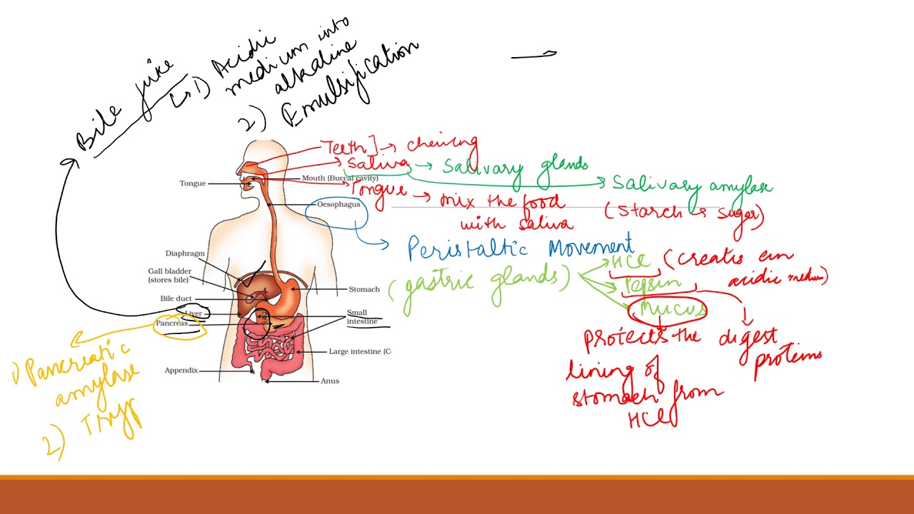 Life Processes - DIGESTION/CBSE/ CLASS X/ NCERT - YouTube