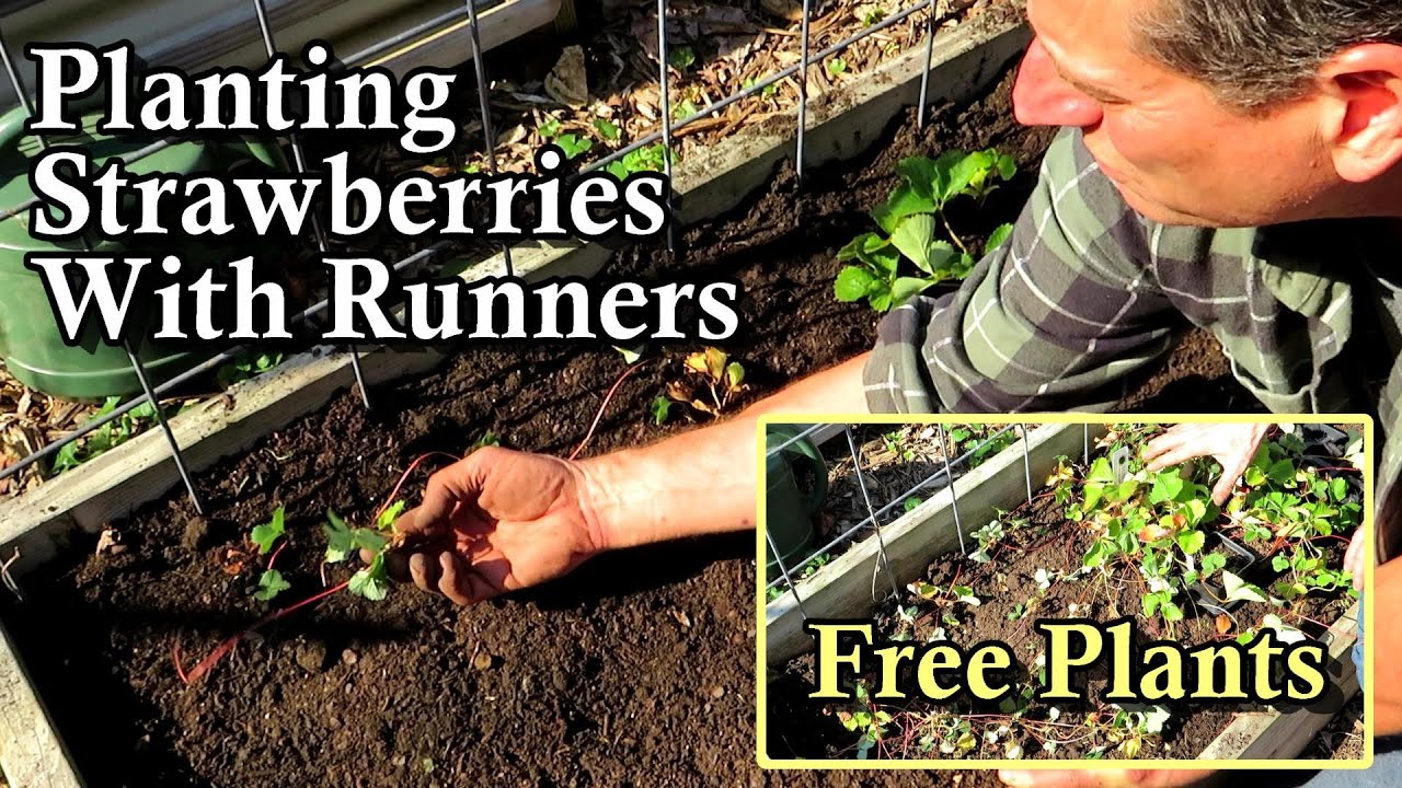 How to Plant Fall Strawberry Beds & Plant Strawberry Runners for Future ...