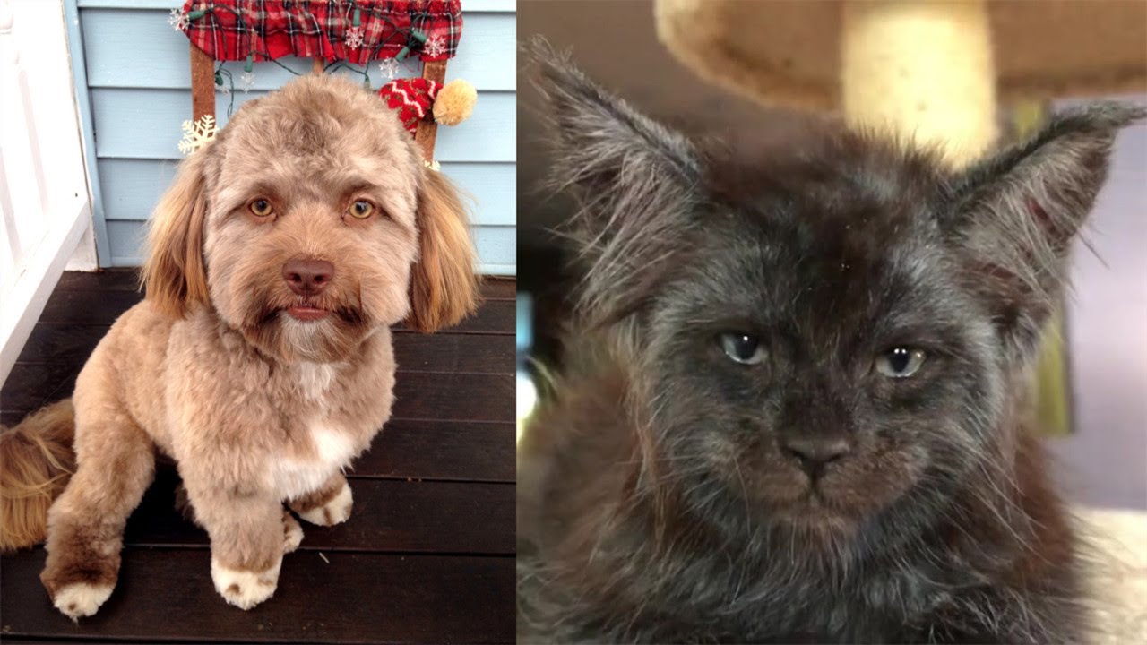 The Cats and Dogs with a Human Face | The animals with a human face ...