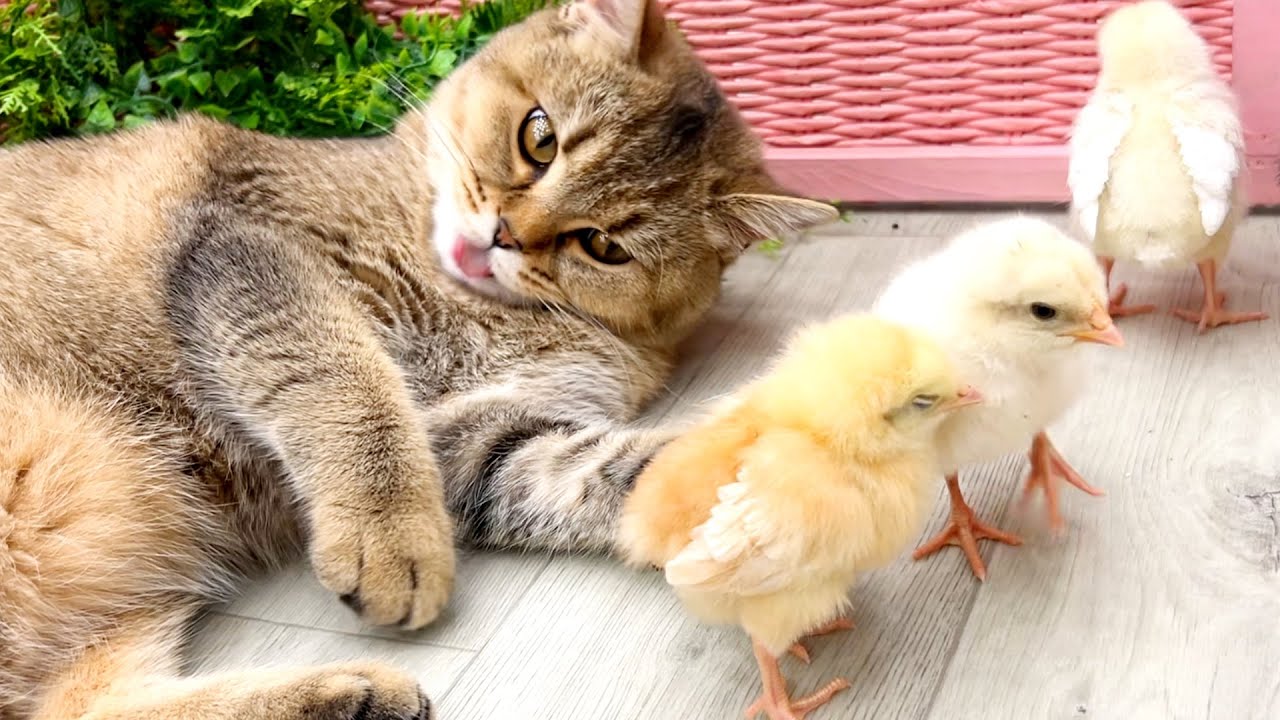 Cute cat Basi climbed into the chickens' house / Funny animals. - YouTube