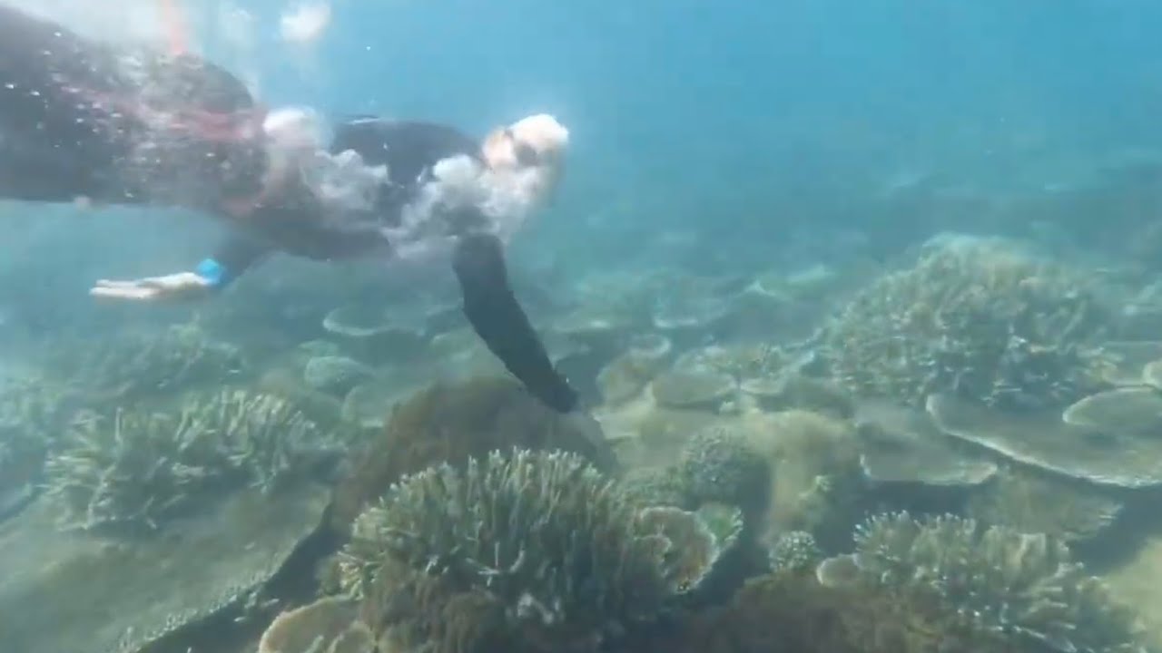 Swim Around Keppel - 2023 - Aquatic Hose Monkeys- relay team of 4 - YouTube