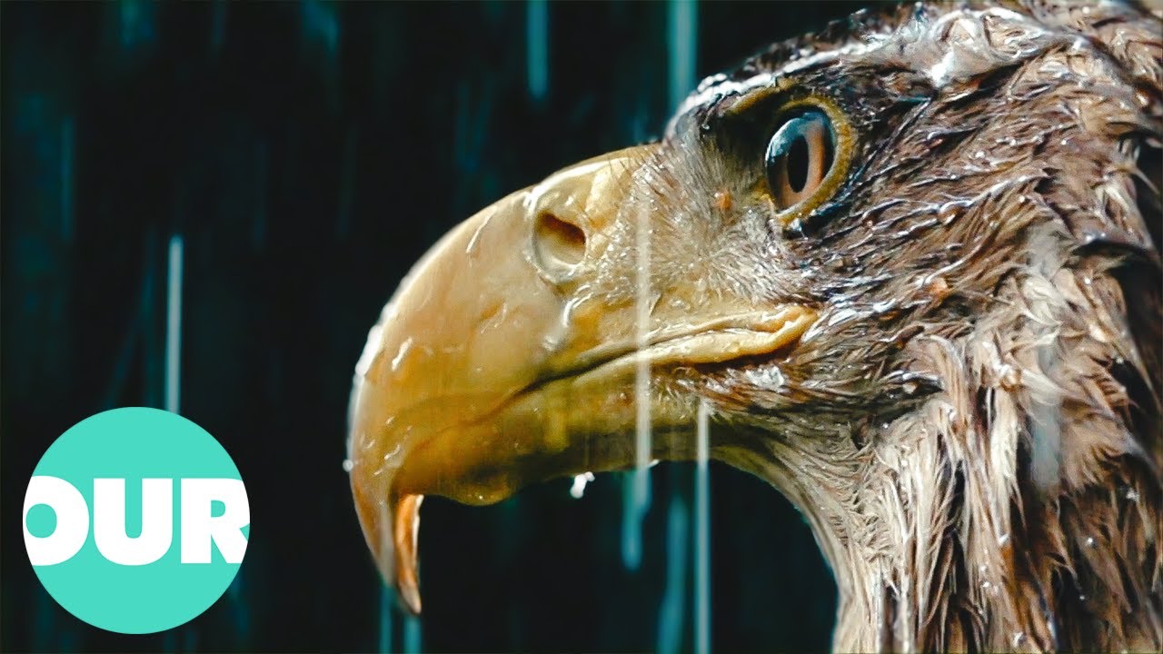 Extraordinary Animals - Episode 4 (4K Documentary) | Our World - YouTube