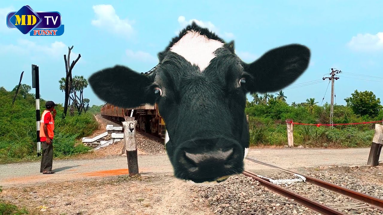 funny animal cow train videos | funny animal videos cow | cow funny ...