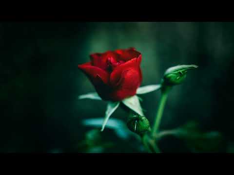 Darb-ı Esma |Bahrine Aşkın | Ahmedim Ahmed | İsmail Rûmi Asitanesi (1991) Zikrullah Kayıtları