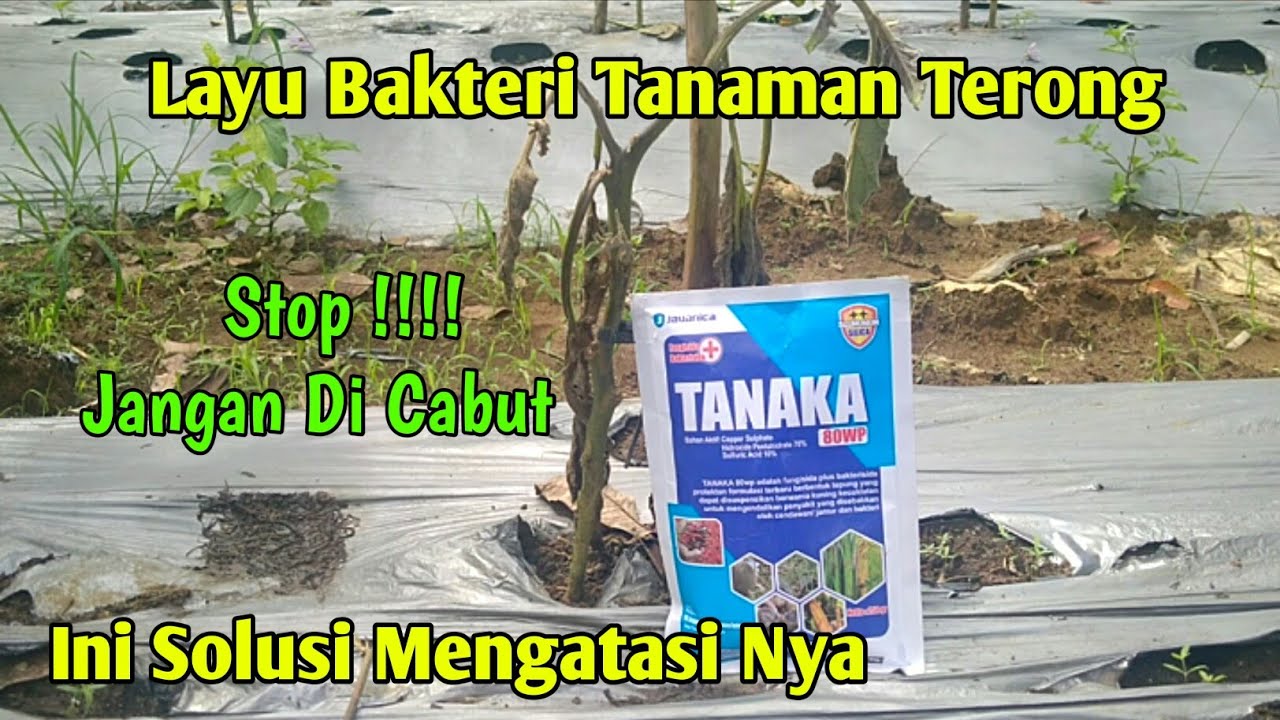 Layu bakteri tanaman terong,ini solusi mengatasi nya - YouTube