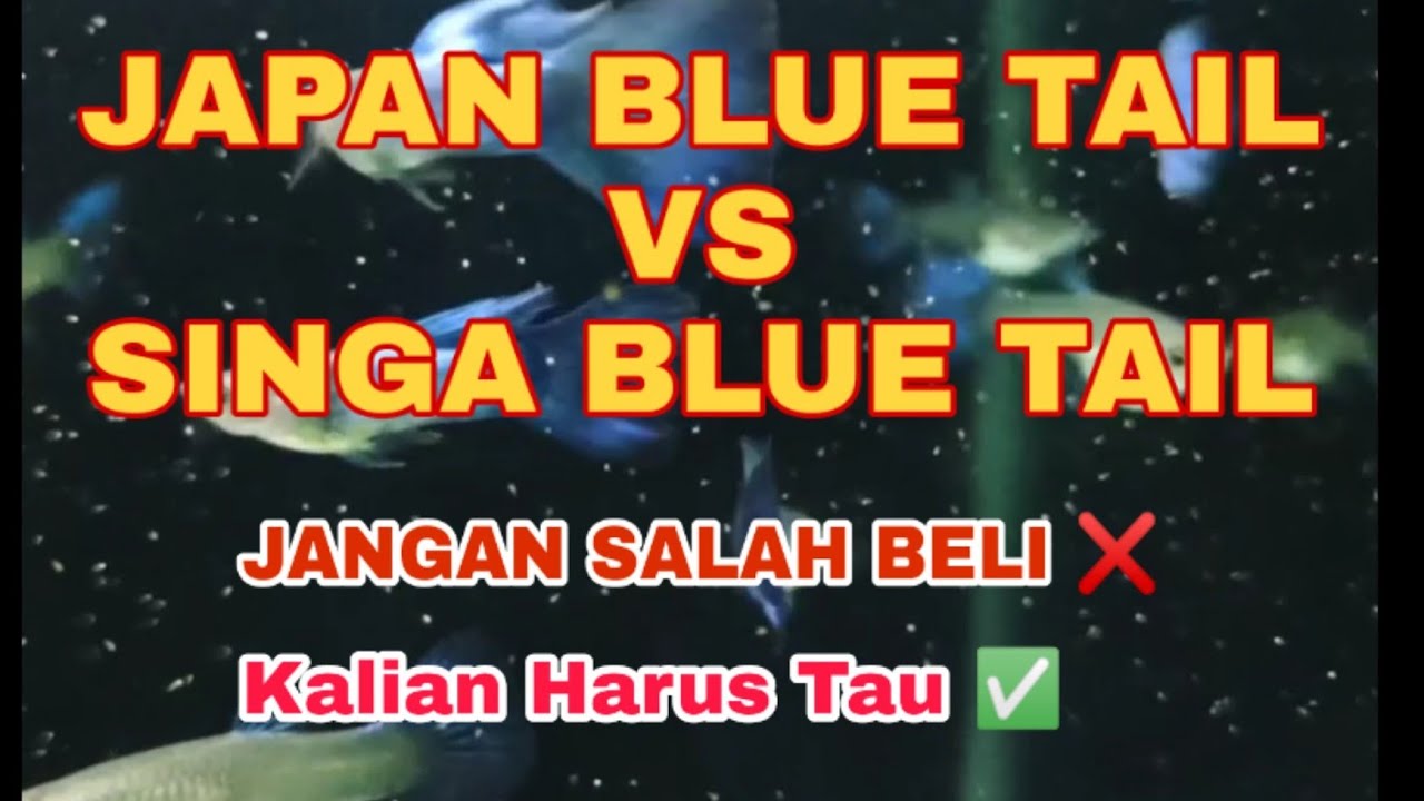 REVIEW GUPPY JAPAN BLUE TAIL VS SINGA BLUE TAIL - YouTube