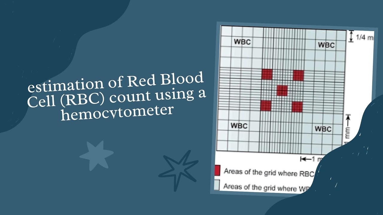 Estimation of RBC count of blood. - YouTube