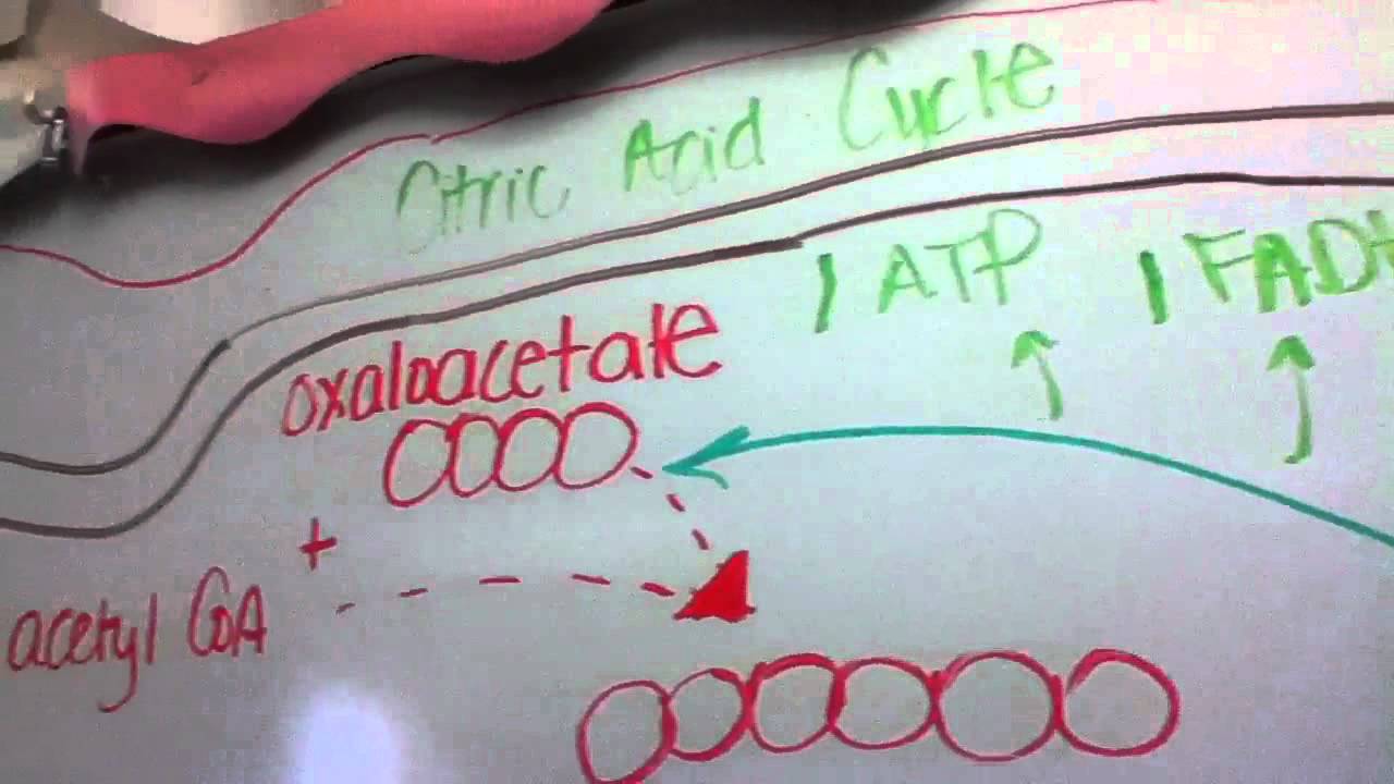 AP Bio Cellular Respiration Review Diagram - YouTube