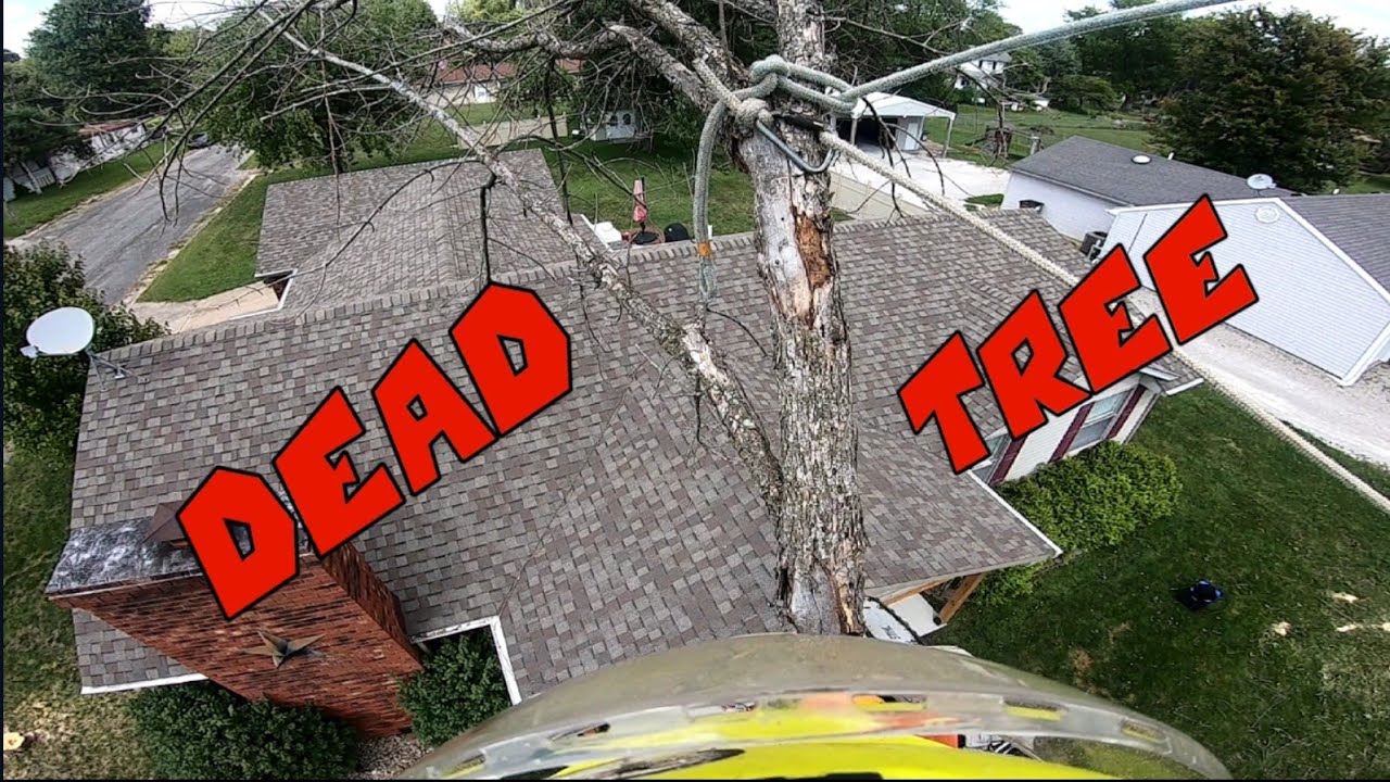 BIG ROTTEN Problems, little DEAD TREE - YouTube