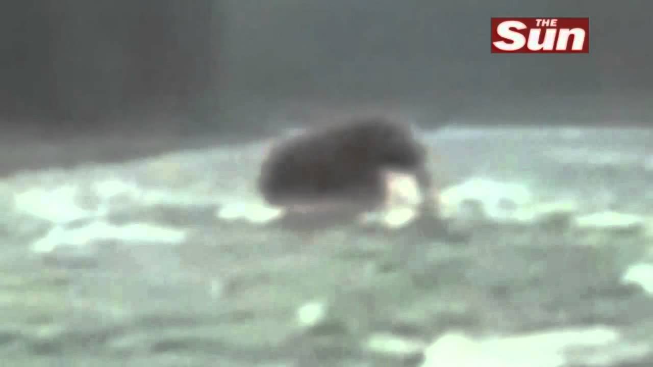 Real Or Fake? Wooly Mammoth Spotted in Siberia HD 1080p - YouTube