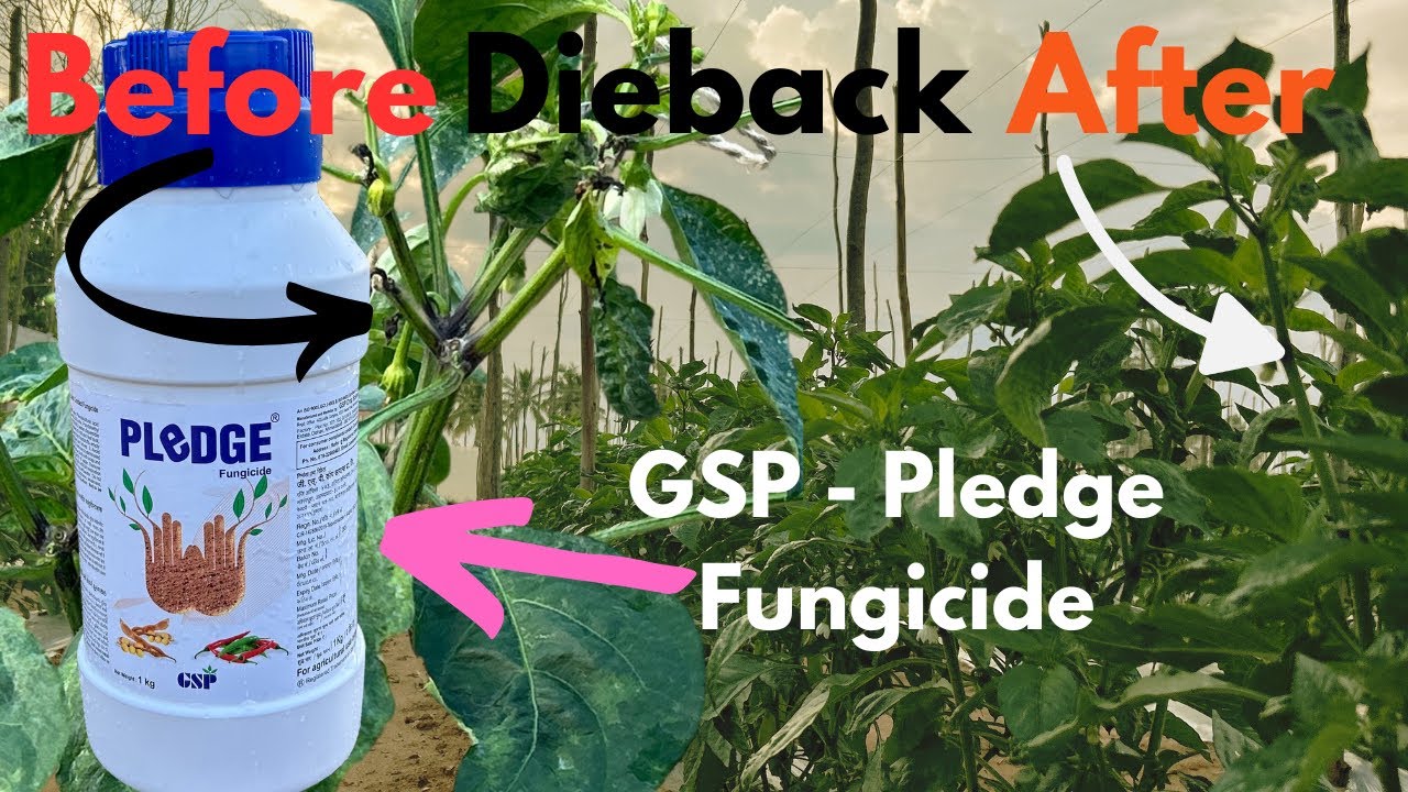 GSP - Pledge Fungicide with 65% Sulphur WG || For Dieback fungus - YouTube
