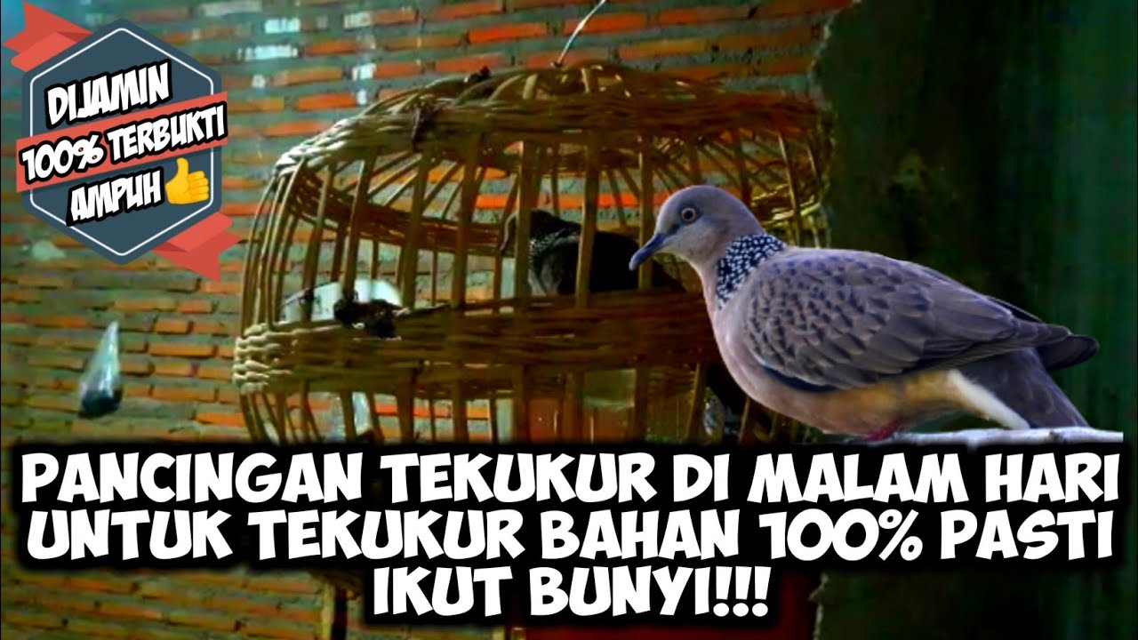 🔴PANCINGAN TEKUKUR DI MALAM HARI UNTUK TEKUKUR BAHAN 100% PASTI IKUT ...