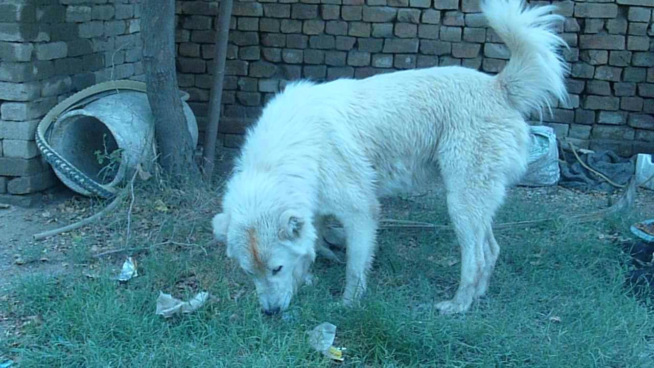 Afghan Kuchi / Koochie Dog - YouTube