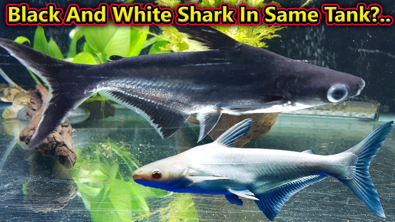 Aquarium Black Shark Fish