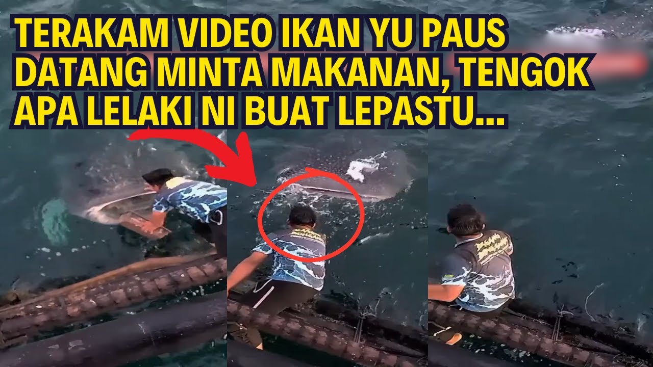 TERAKAM VIDEO IKAN YU PAUS DATANG MINTA MAKANAN, TENGOK APA LELAKI NI ...
