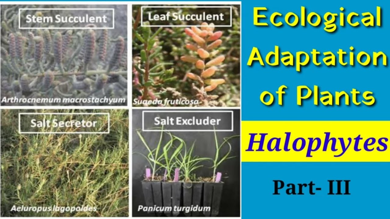 SYBSc | Ch-6(Part3) | Halophytes | Types | Plants in saline Soil ...