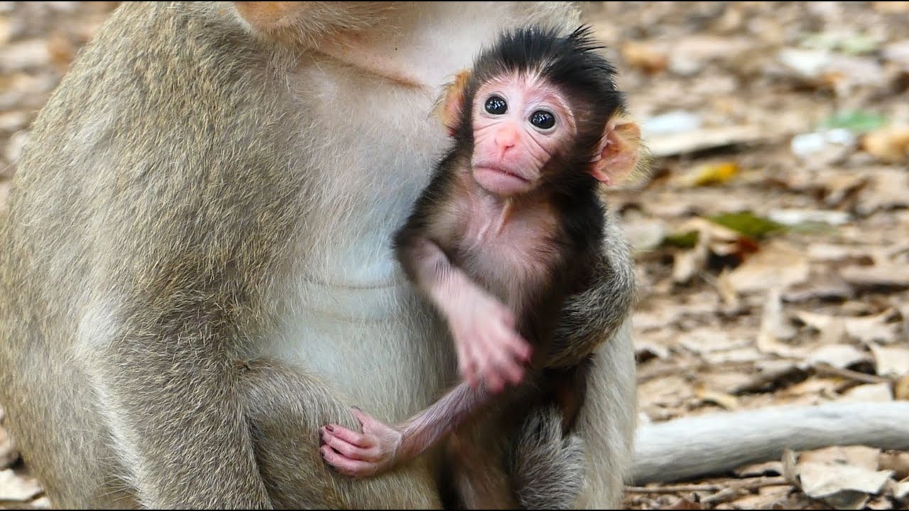 So Impressive Of Lip Smacking Gesture, Newborn Monkey Vixen Almost ...