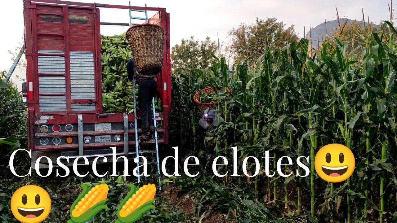 Cosecha de elotes 🌽🌽😃😃 - YouTube
