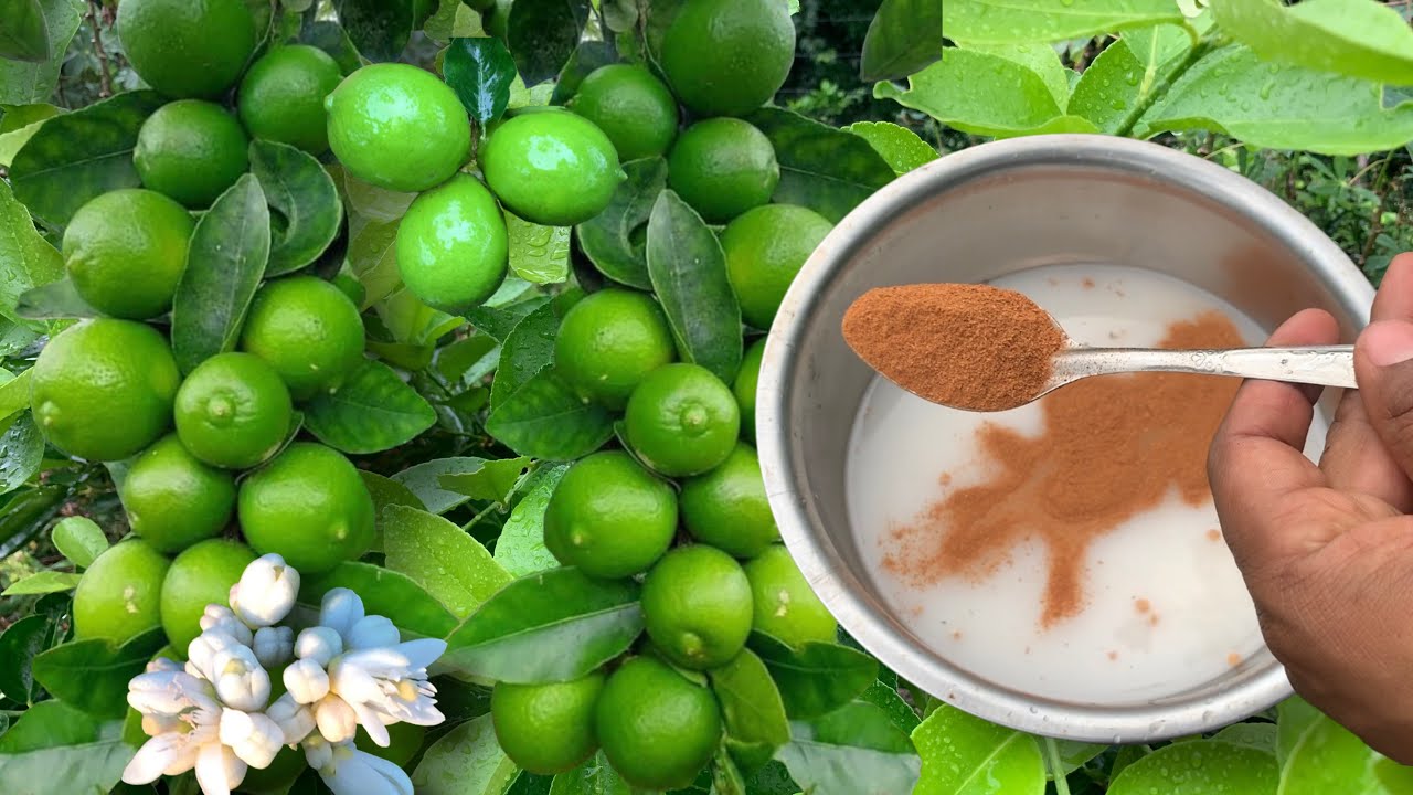 Como tener tu árbol de LIMON hermoso y lleno de FRUTOS - YouTube