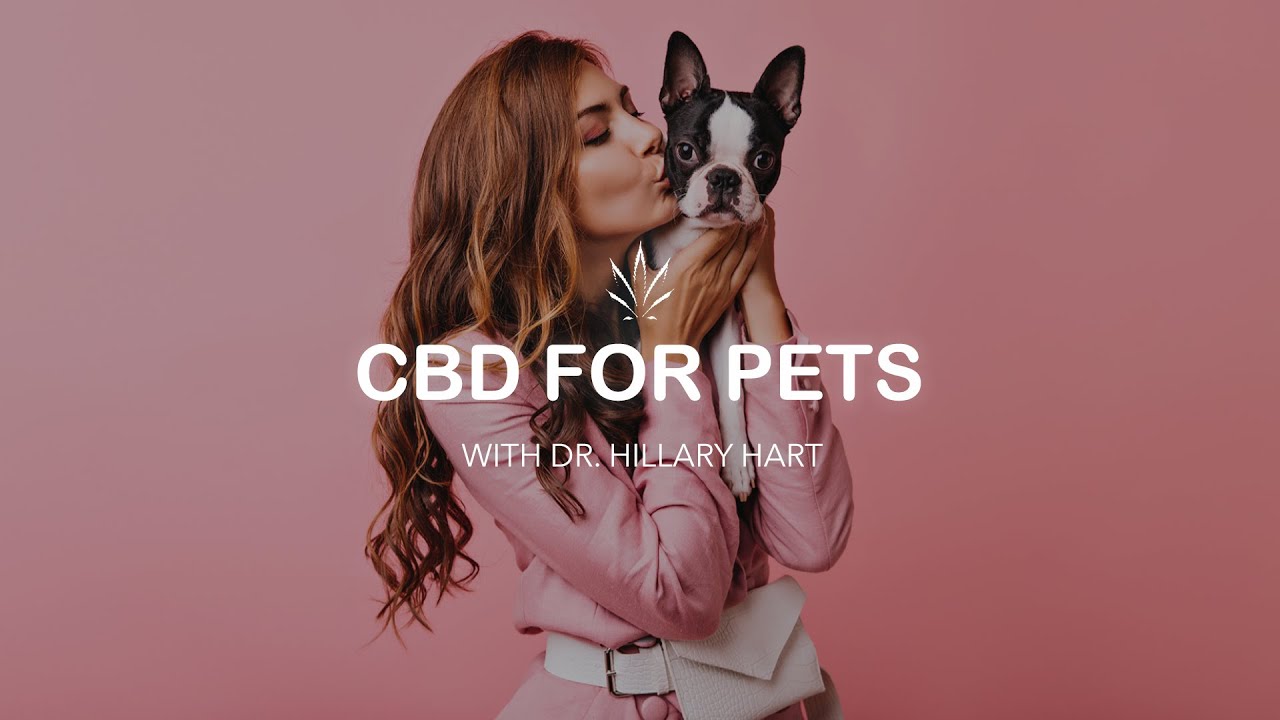 CBD for Pets with Dr. Hillary Hart - YouTube