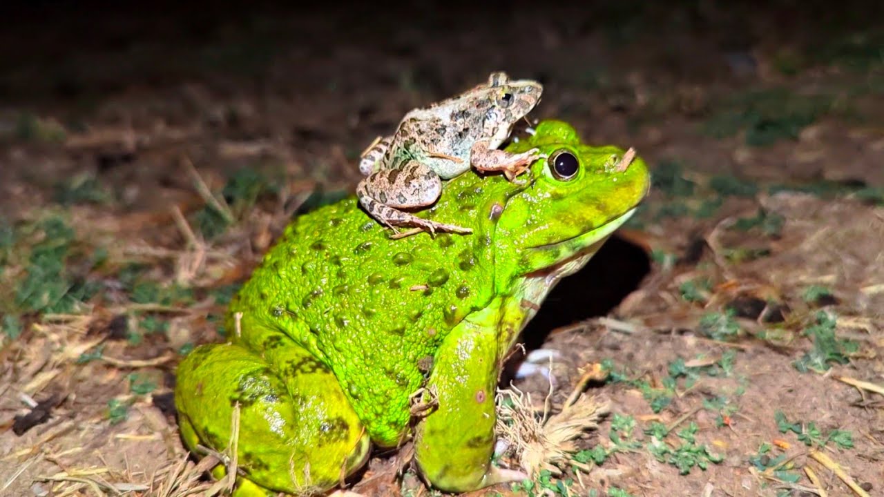 Funny Frog | laughing frog | funny frogs and toads for laugh | Animal ...